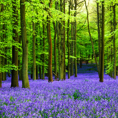 BLUEBELL WEEK IS HERE!