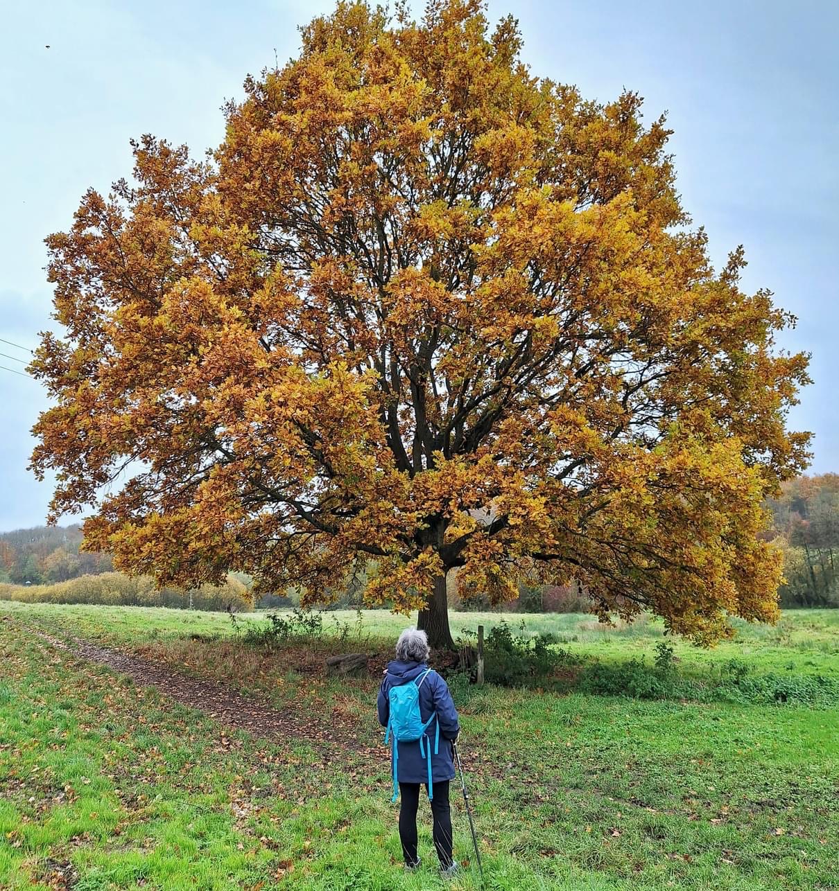 NATIONAL TREE WEEK
